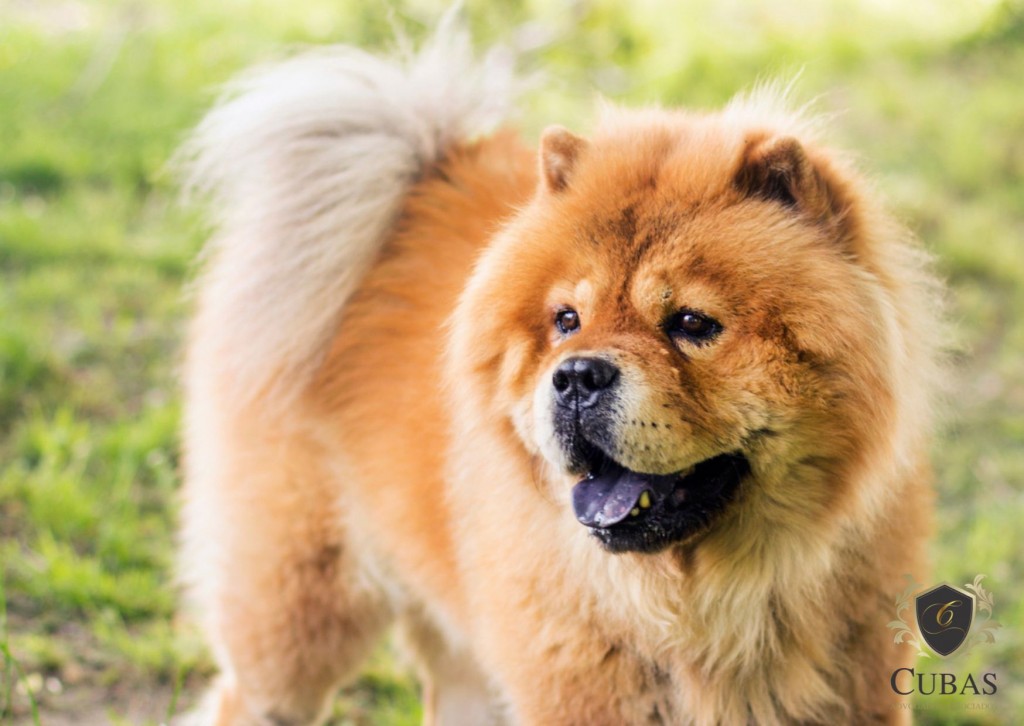 Tutor de co chow chow que morreu aps sedao em clnica veterinria ser ...
